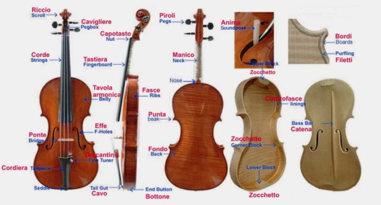 Parti del Violino: Nomi, Dimensioni, Curiosità
